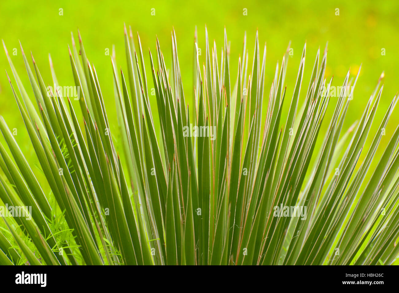 Sharp pointed leaves hi-res stock photography and images - Alamy