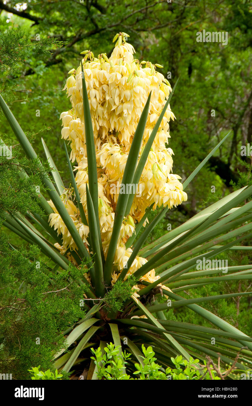 Spanish dagger, Longhorn Caverns State Park, Texas Stock Photo - Alamy