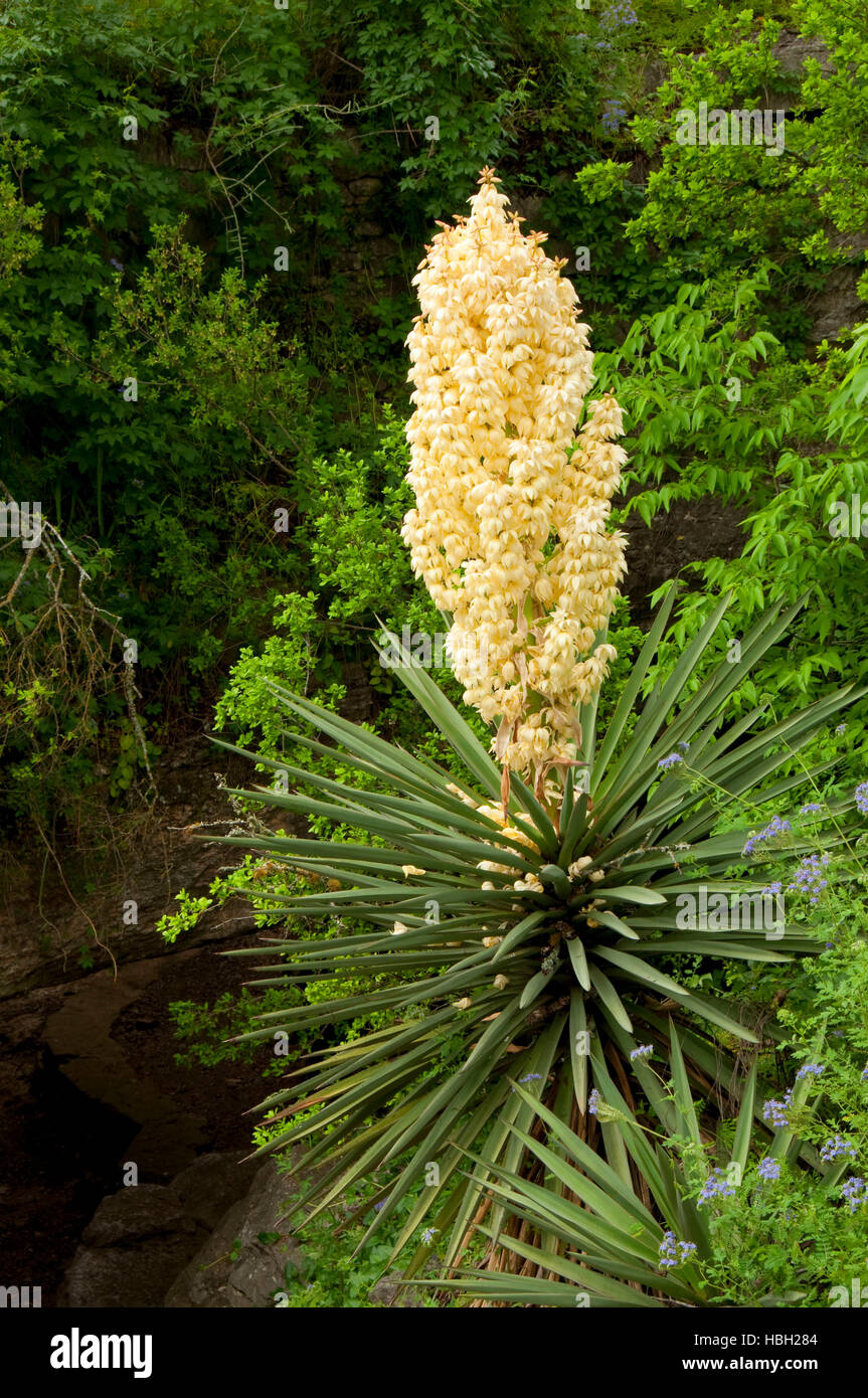 Spanish dagger hi-res stock photography and images - Alamy