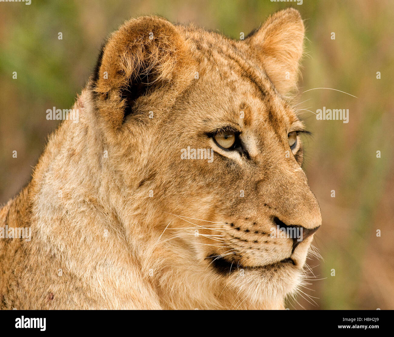 Lioness panthera leo close hi-res stock photography and images - Alamy