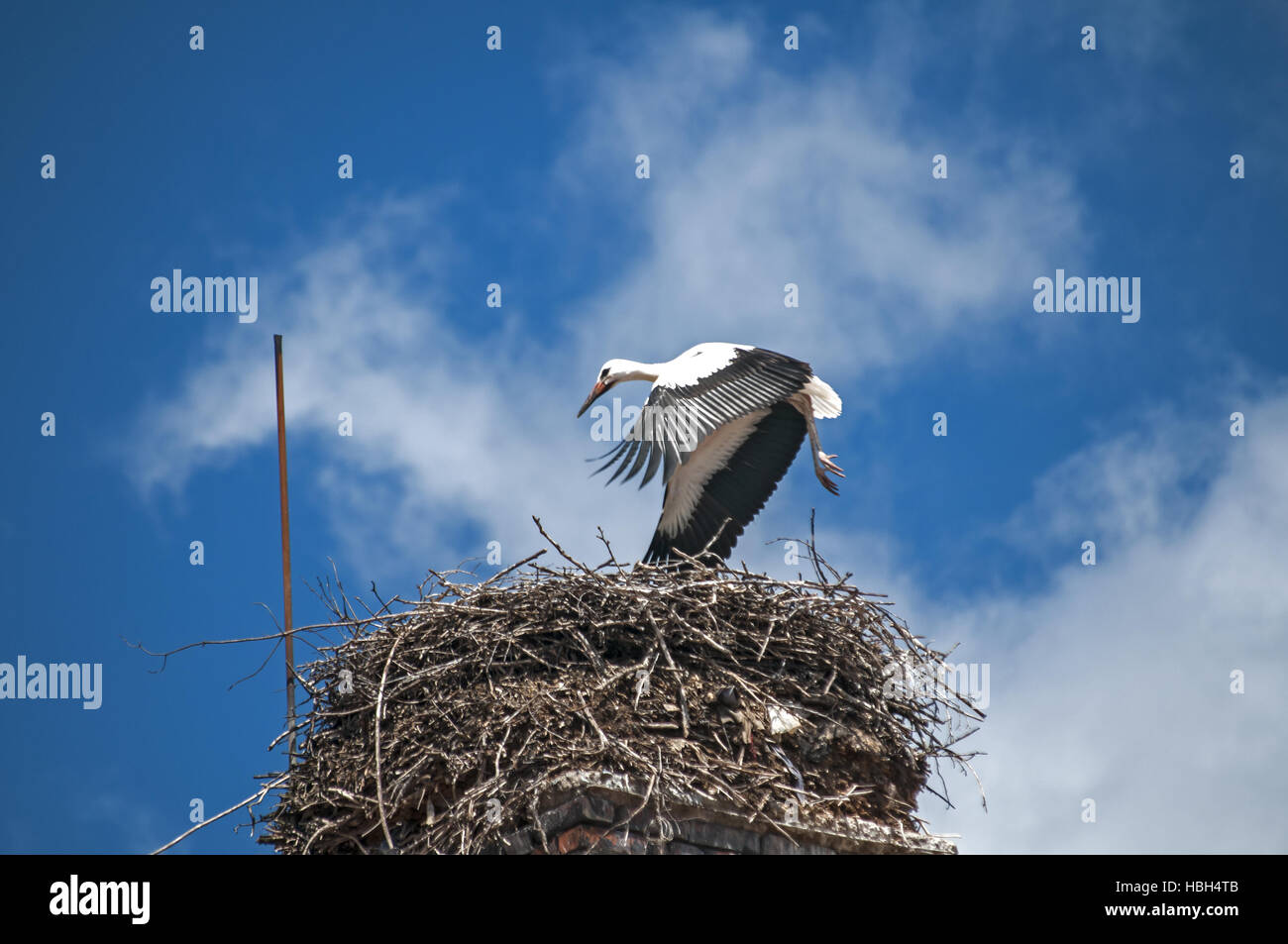 Young stork in nest built on brick chimney Stock Photo - Alamy