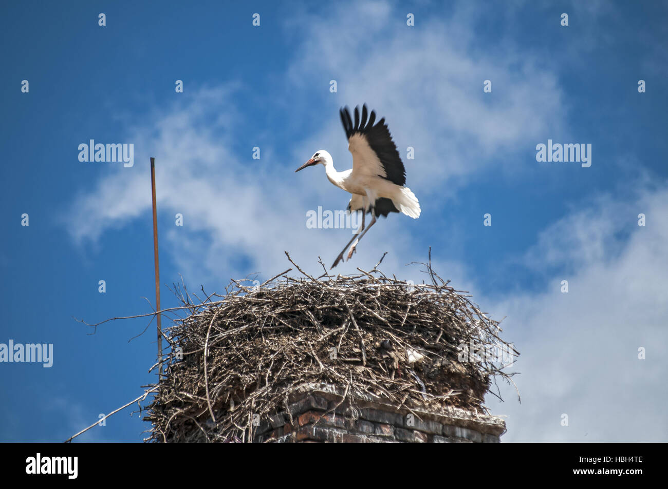 Young stork in nest built on brick chimney Stock Photo - Alamy