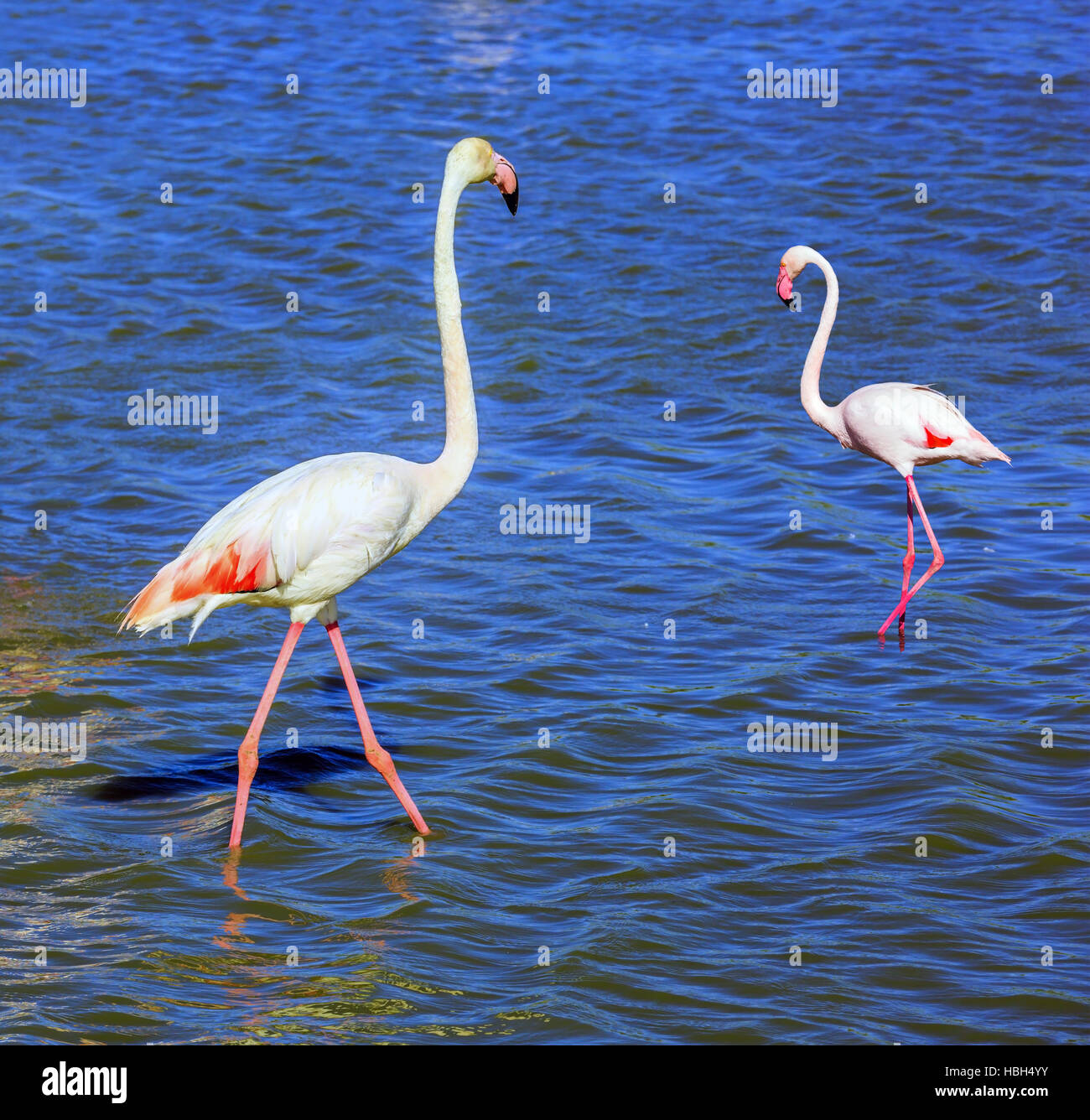 Pink flamingos at sunset hi-res stock photography and images - Alamy