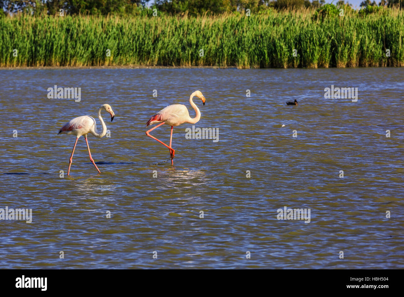 Delta rhone hi-res stock photography and images - Alamy