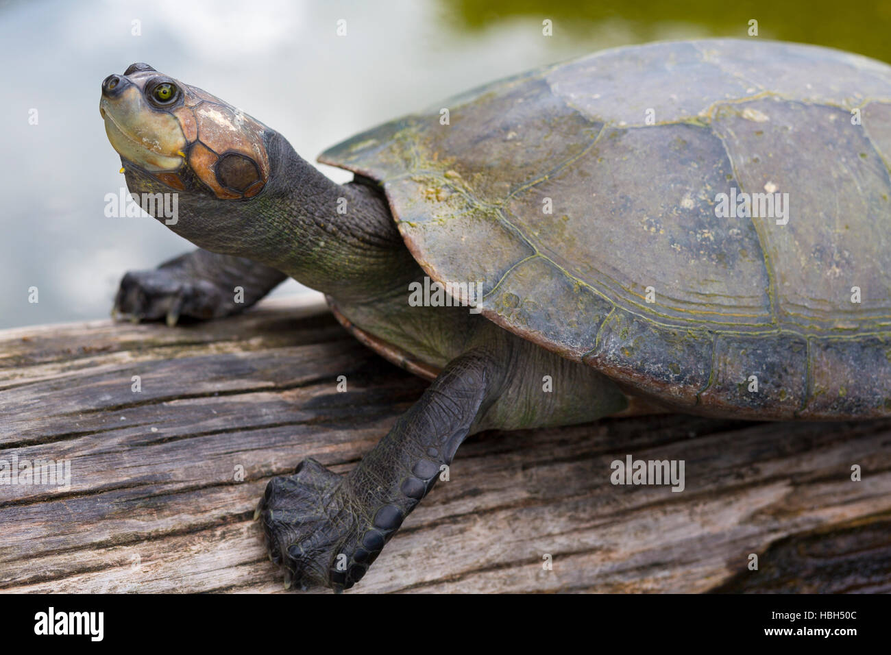 Footed tortoise in the Bolivian jungle in Rurrenabaque, Bolivia Stock ...