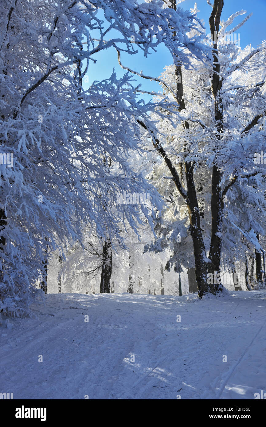 Rolled ski road in pine forest Stock Photo - Alamy