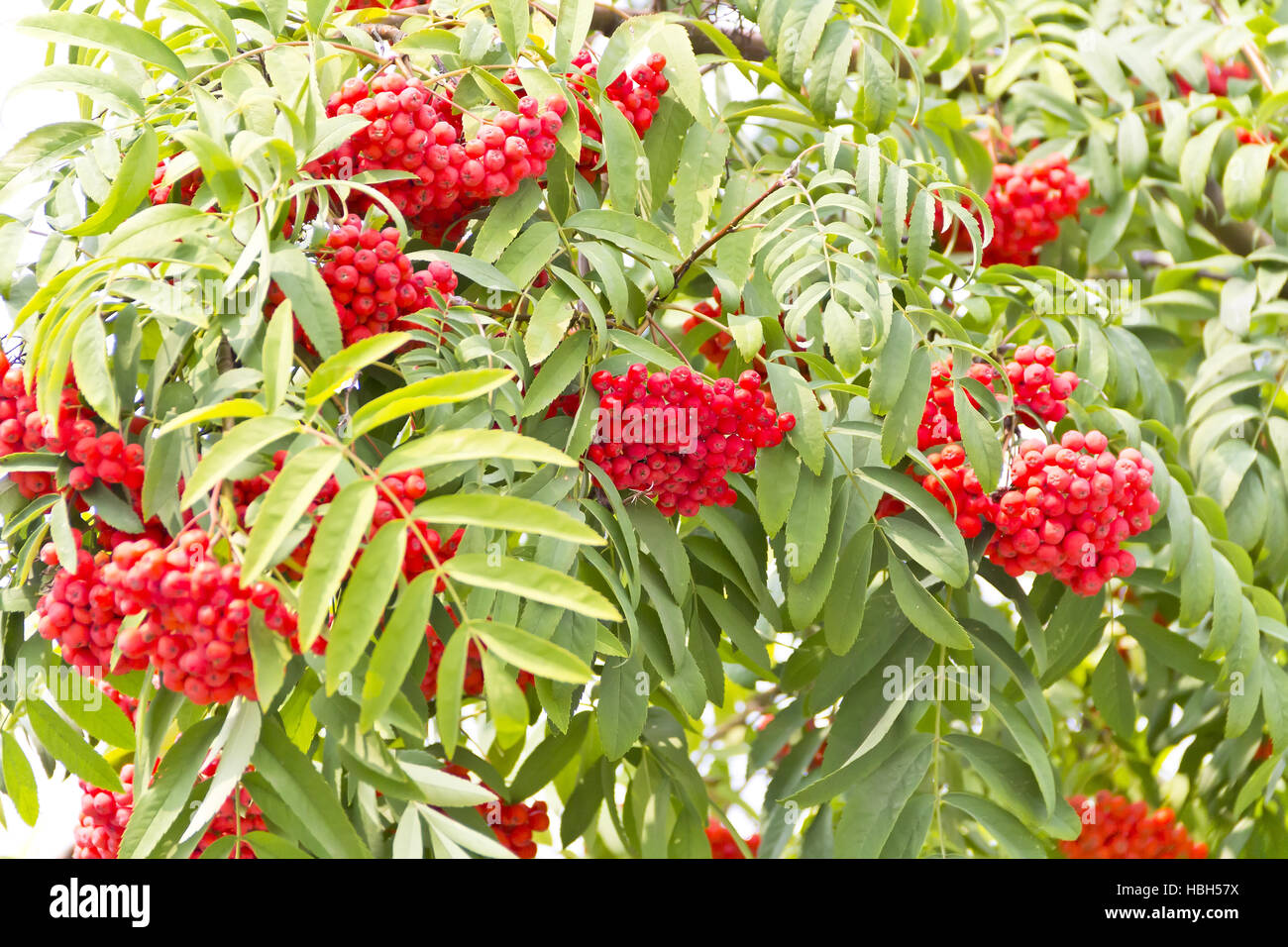 Rowanberry branch in summer day Stock Photo - Alamy