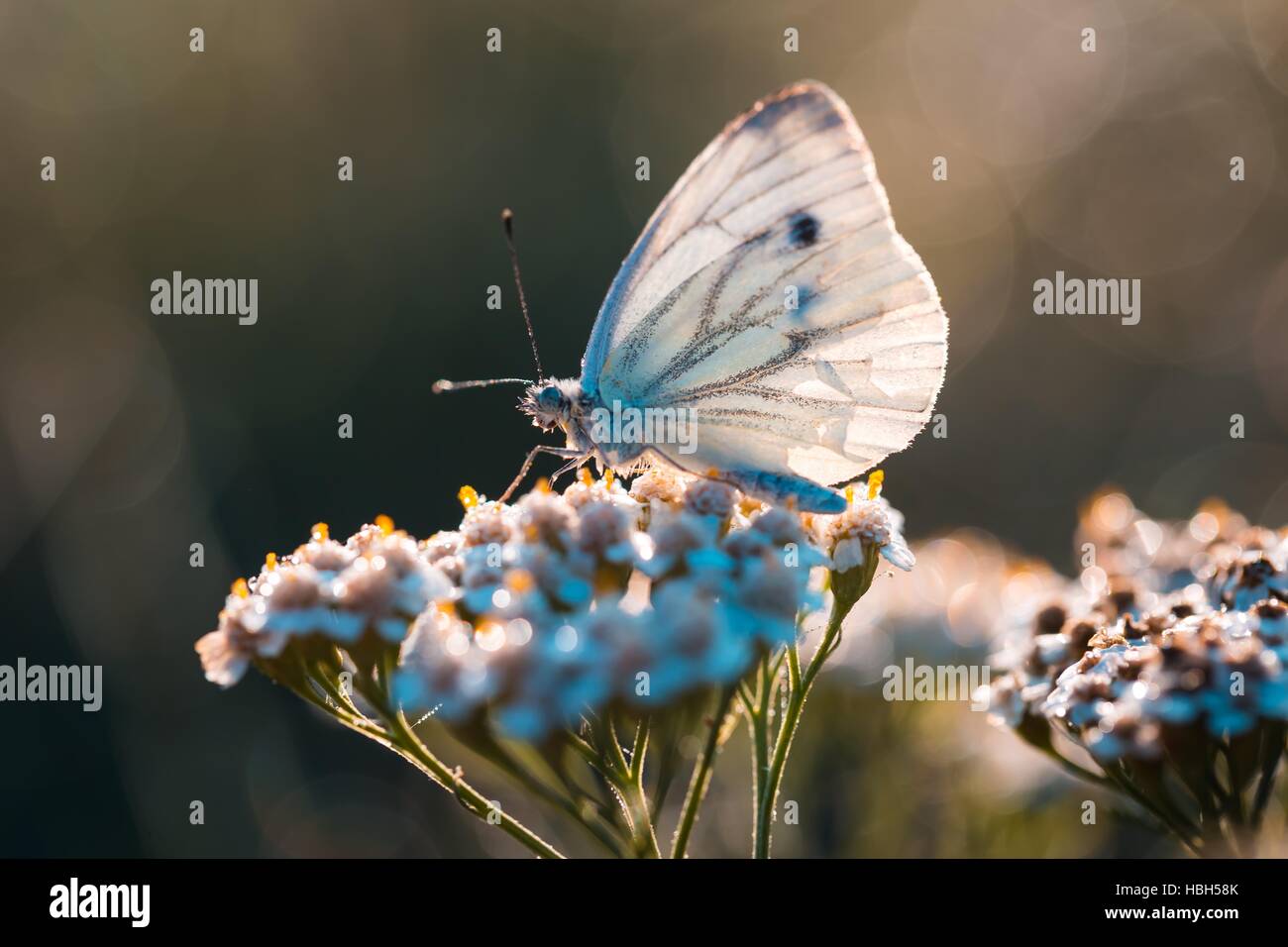 Beutiful butterly macro Stock Photo - Alamy