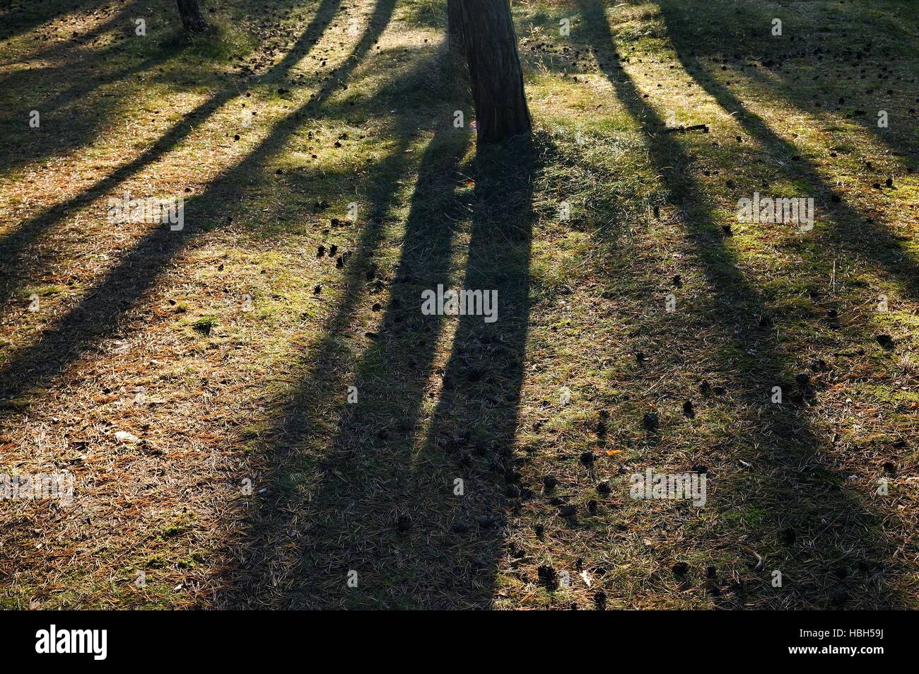 Tree patterns in the shadow hi-res stock photography and images - Alamy