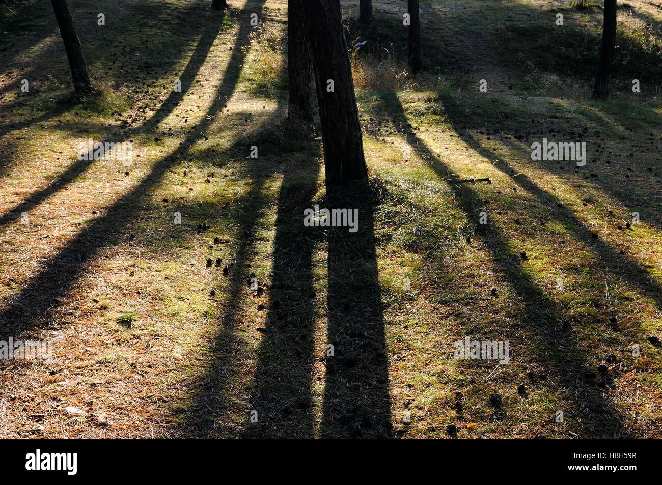 Long pine hi-res stock photography and images - Alamy