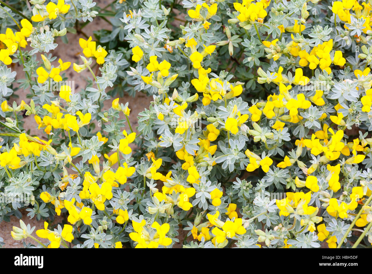 Flowering plant Lotus creticus close-up Stock Photo - Alamy