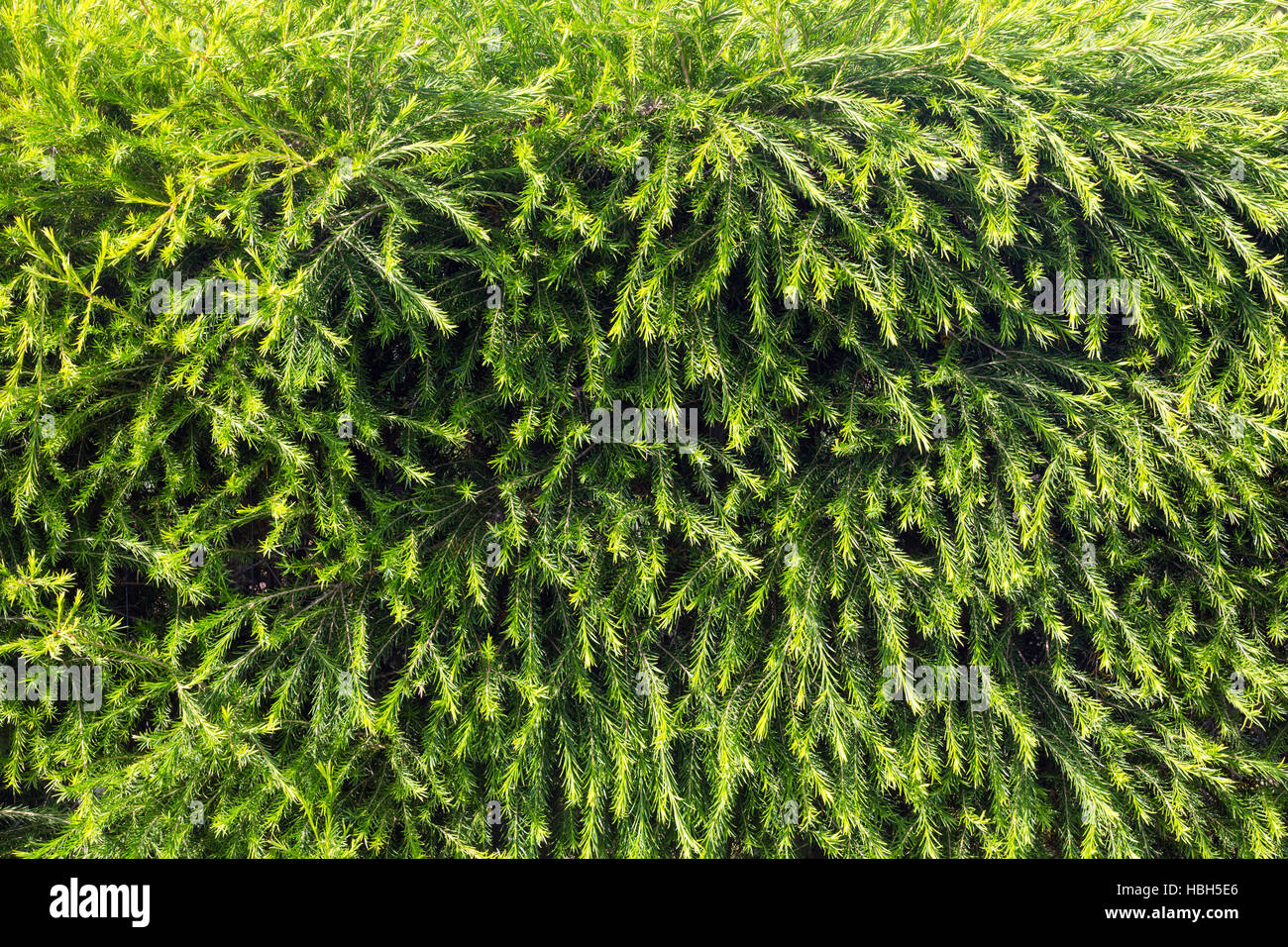 Green needles texture (background Stock Photo - Alamy
