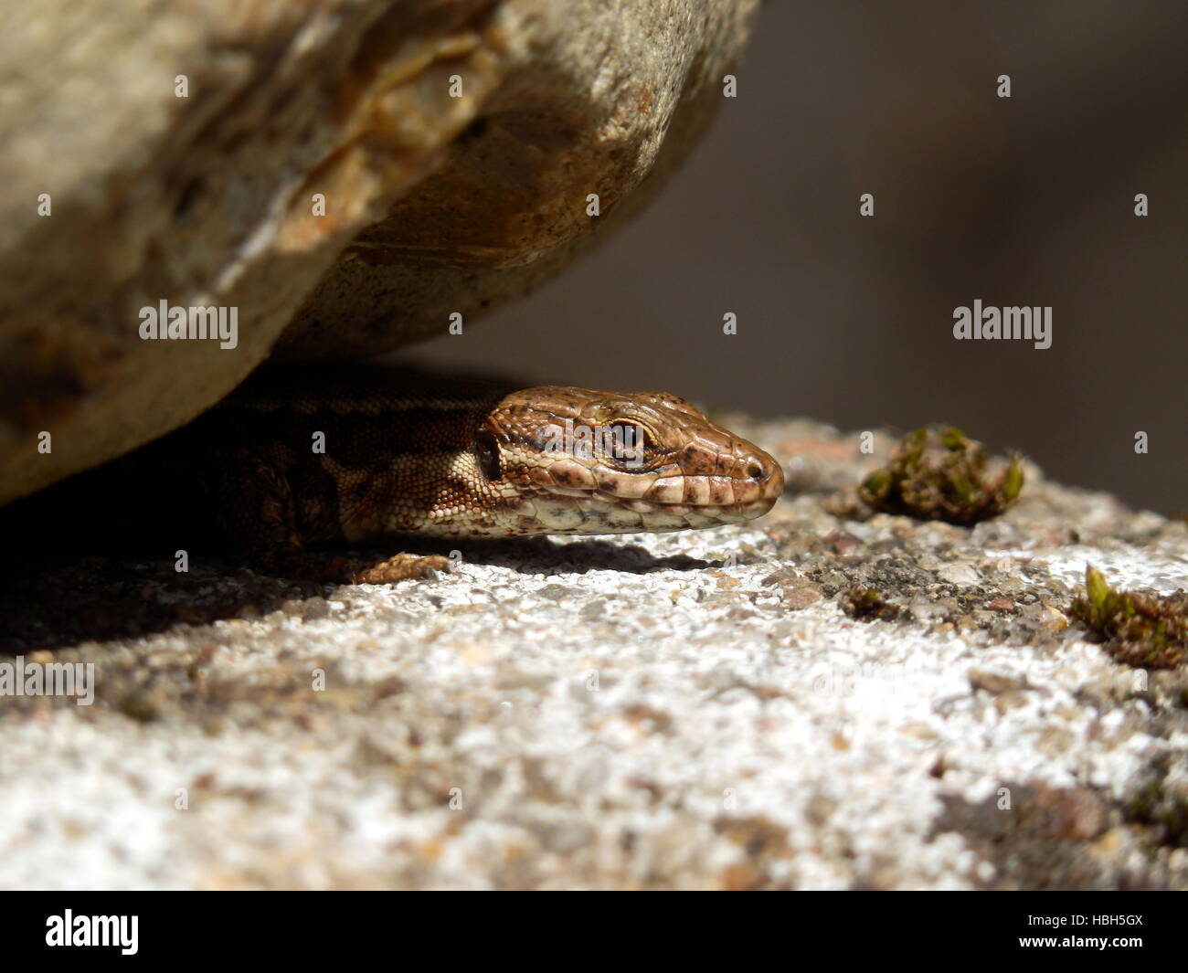 Common eurasian lizard hi-res stock photography and images - Alamy