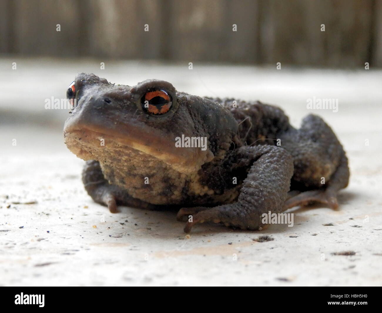 Toad creature hi-res stock photography and images - Alamy