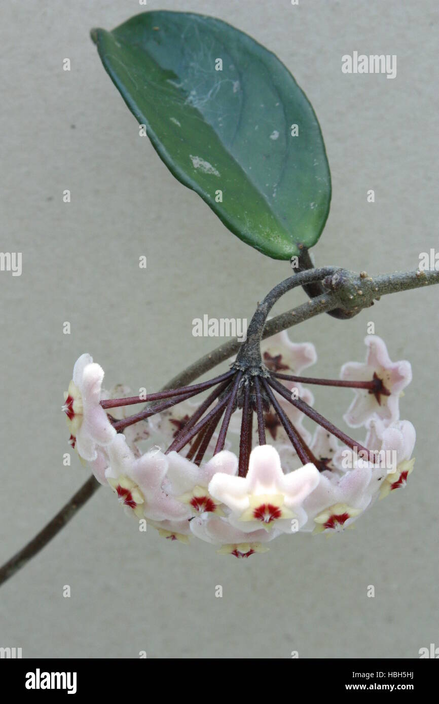 Wax flower hi-res stock photography and images - Alamy