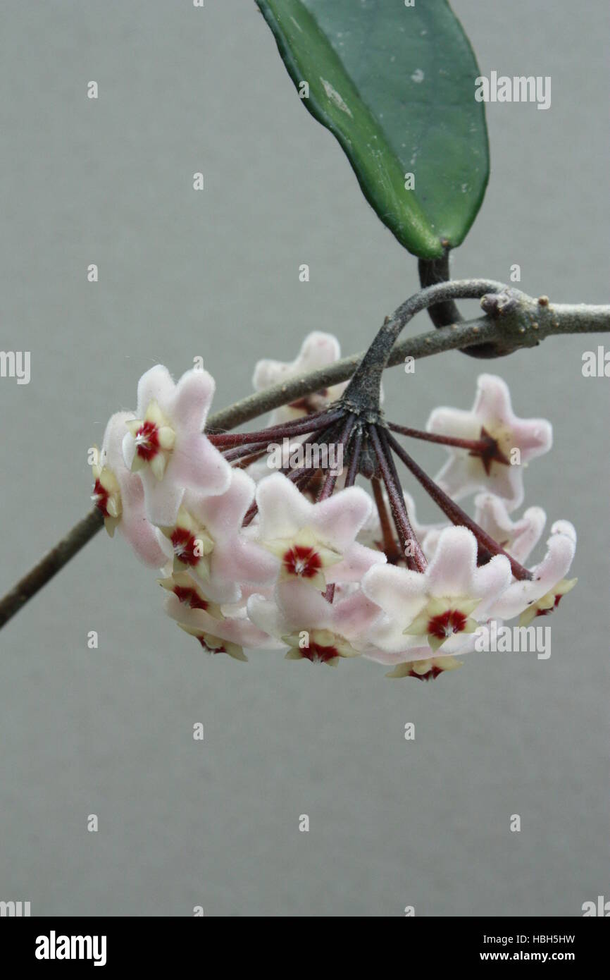 Wax flower hi-res stock photography and images - Alamy