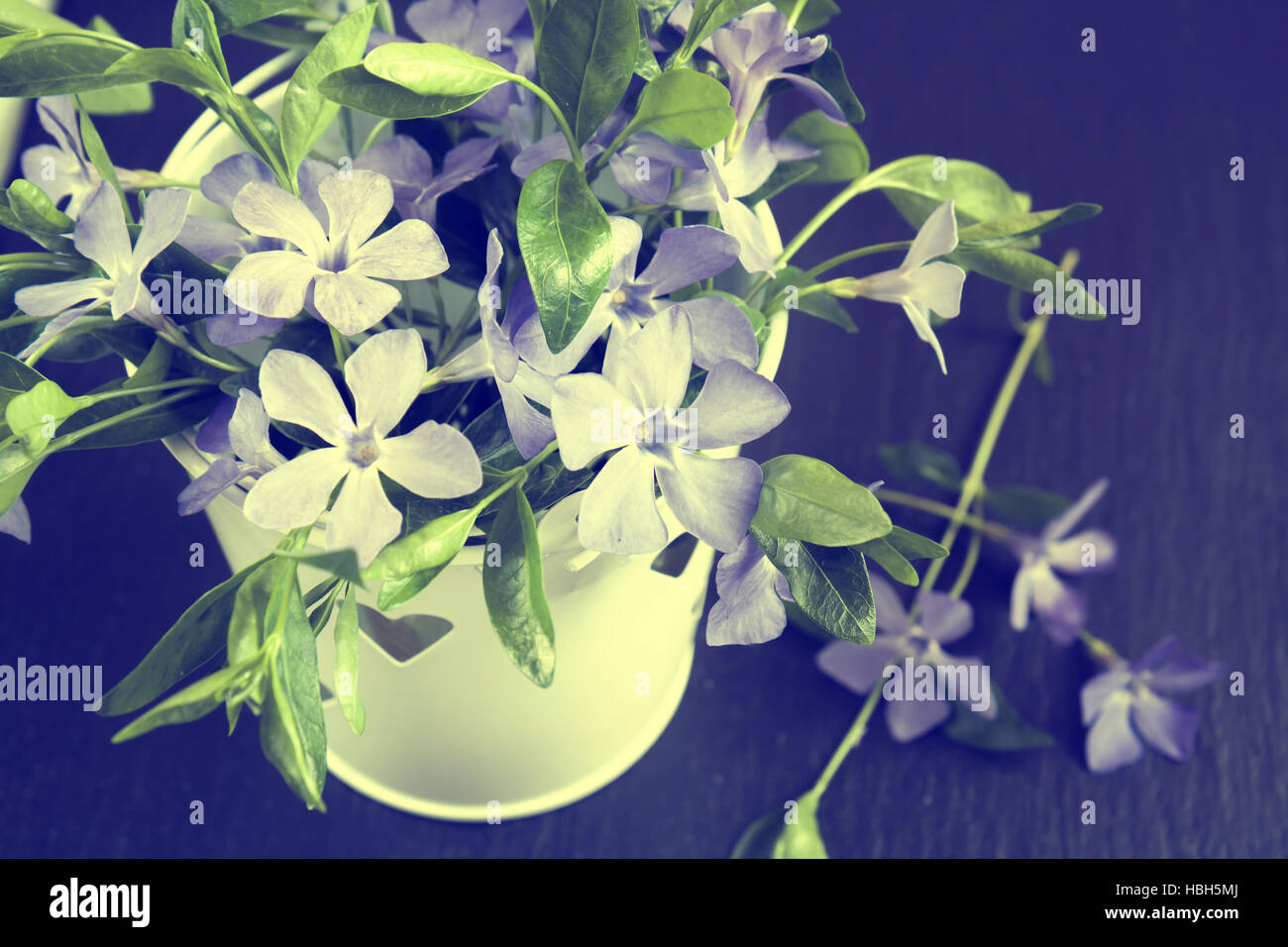 Bucket with beautiful blue periwinkle Stock Photo - Alamy