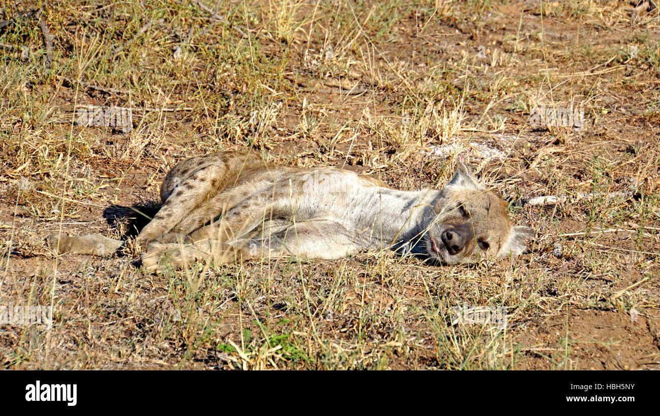 Sleeping hyena hi-res stock photography and images - Alamy