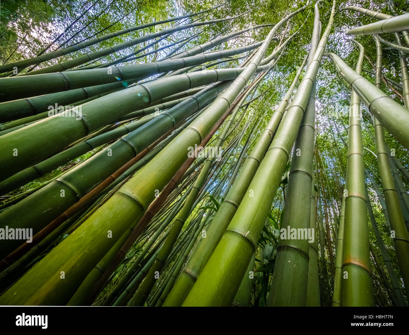 Atlantikinseln hi-res stock photography and images - Alamy