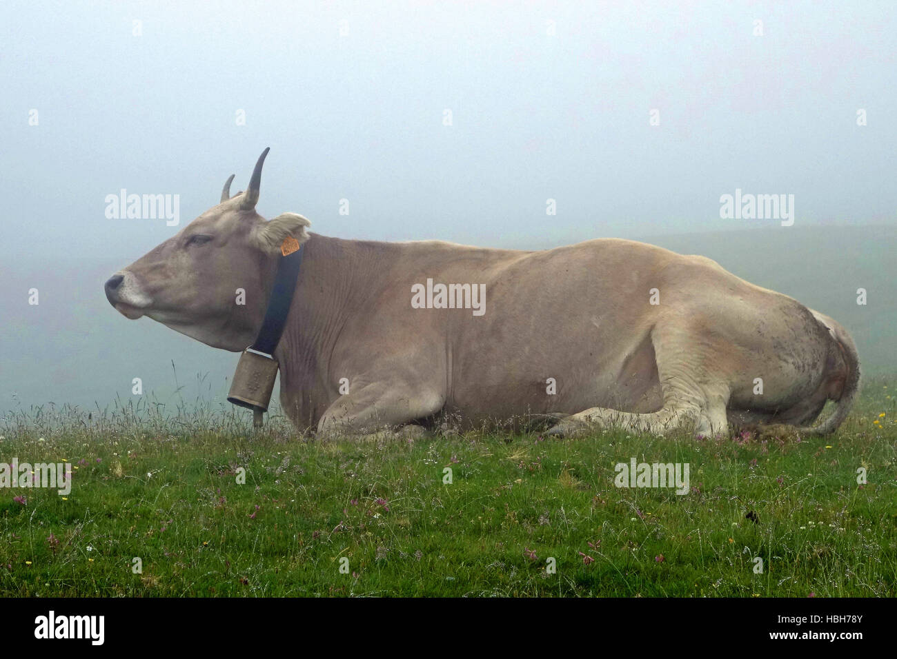 Cowbell High Resolution Stock Photography and Images - Alamy