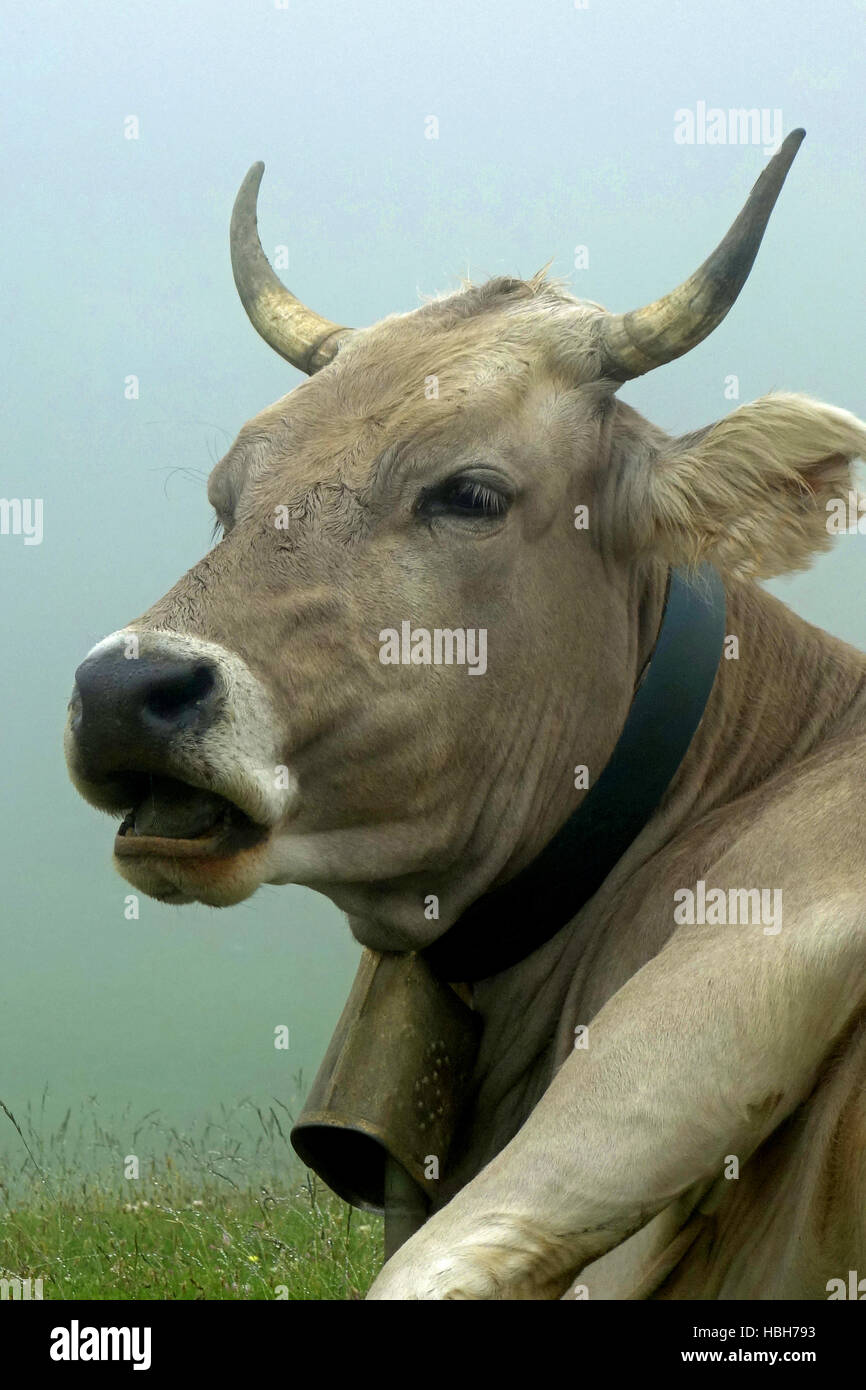 Cowbell Stock Photos & Cowbell Stock Images - Alamy