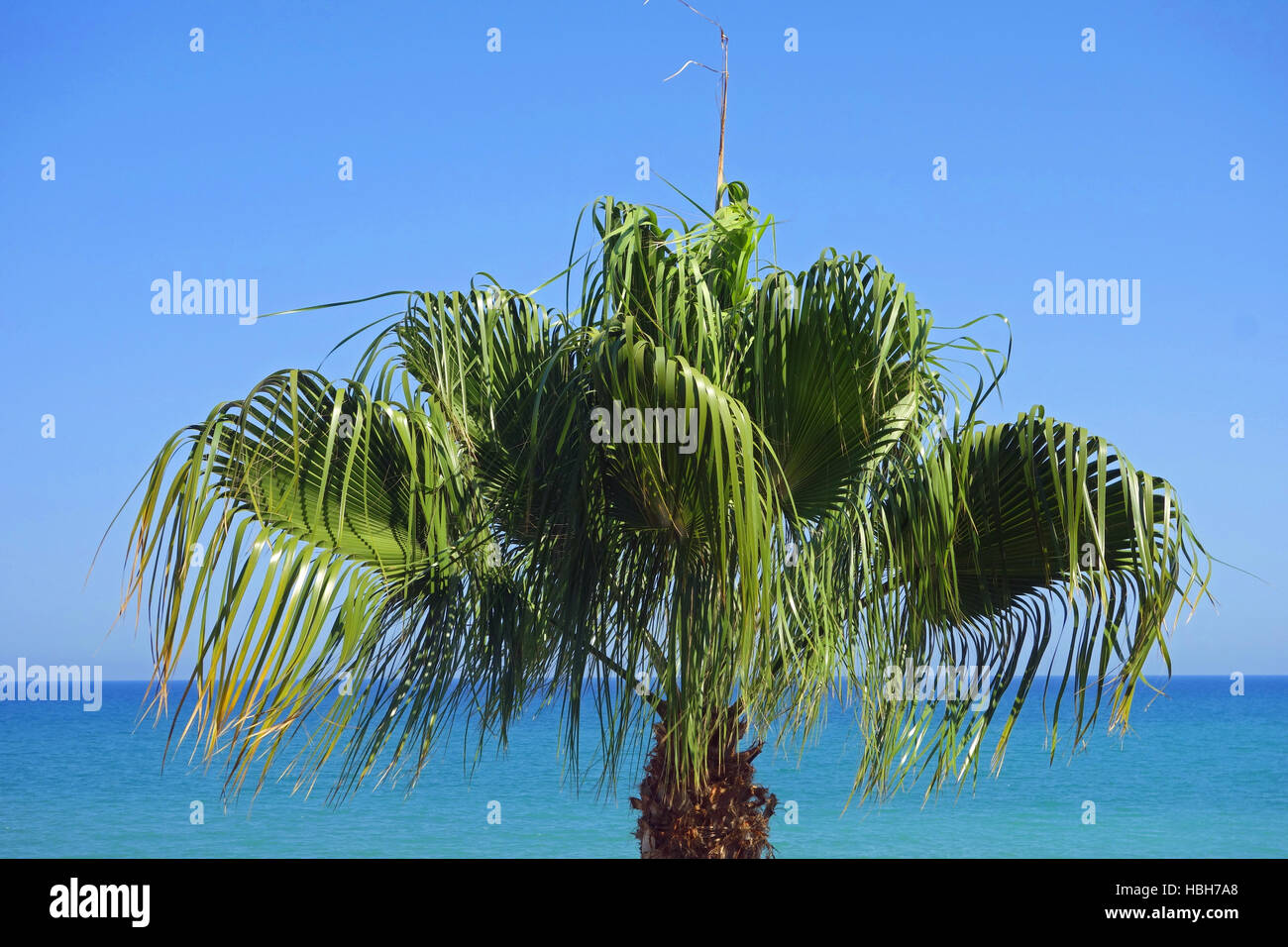 Palmwedel hi-res stock photography and images - Alamy