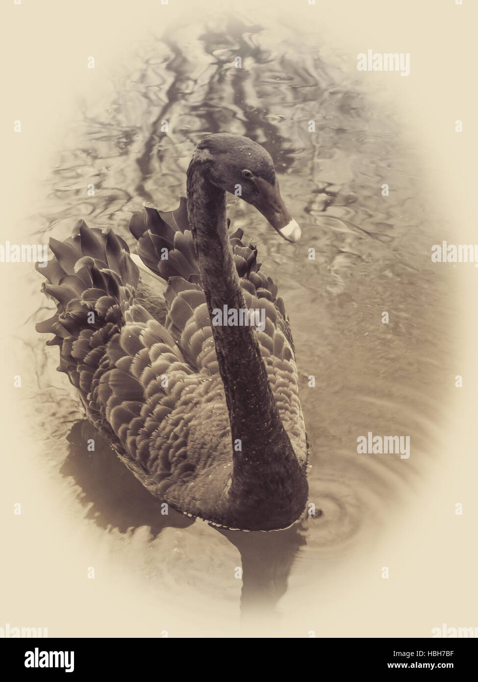 Rare swan species hi-res stock photography and images - Alamy