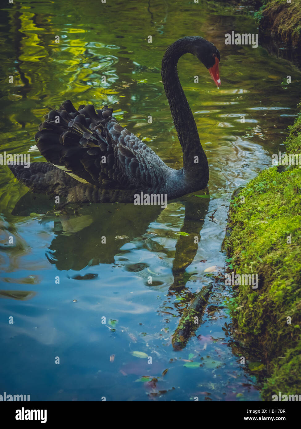 Rare swan species hi-res stock photography and images - Alamy