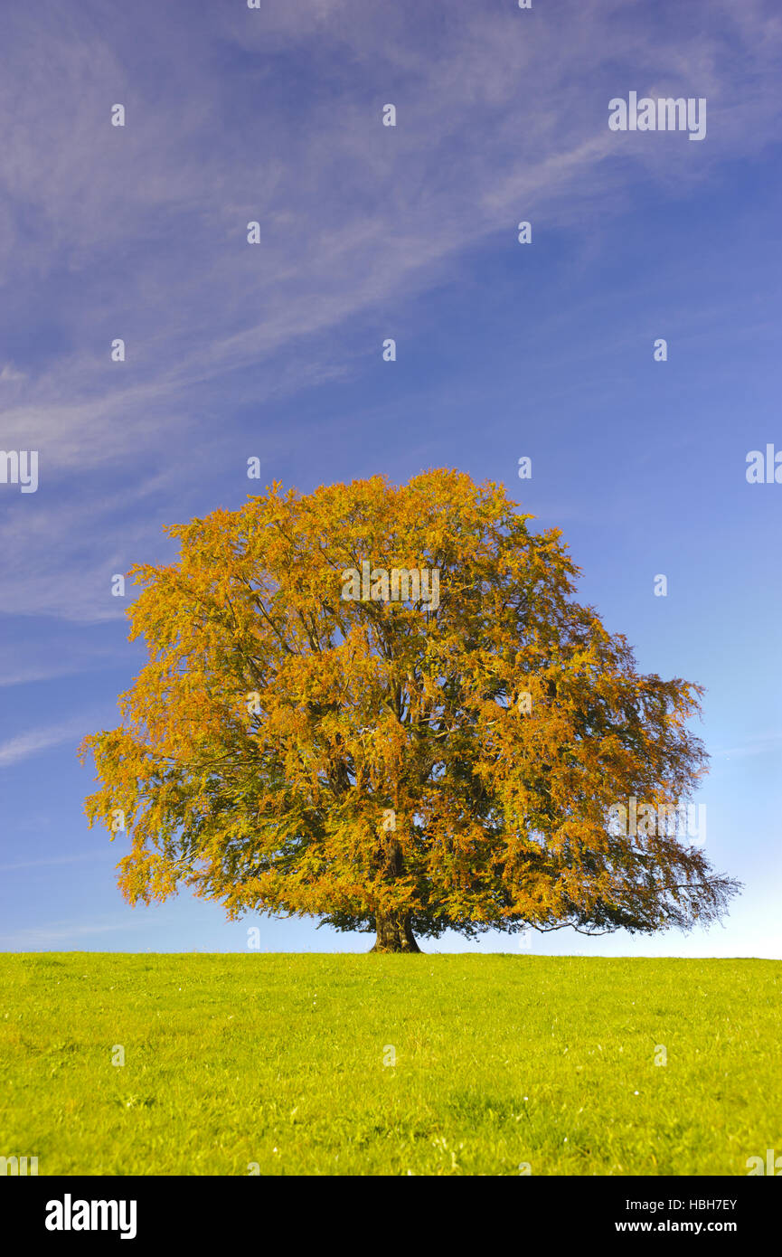 single big beech tree at autumn Stock Photo - Alamy
