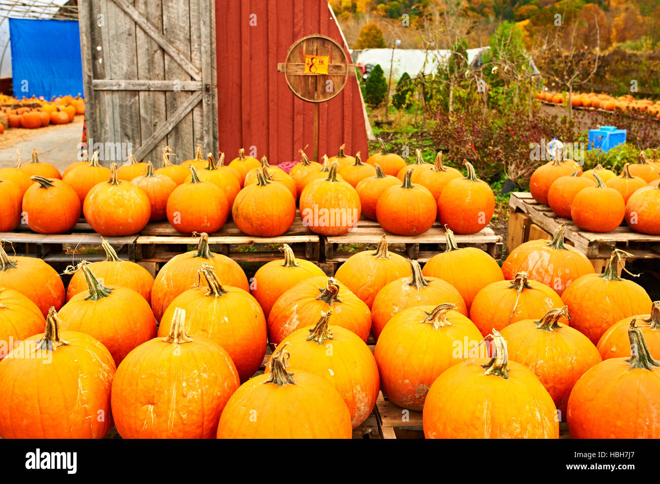 Pumpkins for sale Stock Photo - Alamy