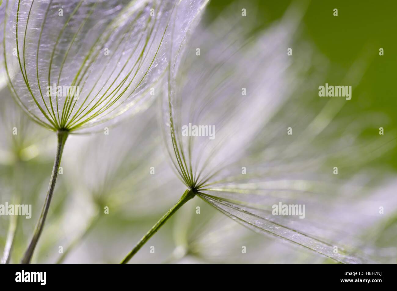 beautiful dry dandelion seeds in close up Stock Photo - Alamy