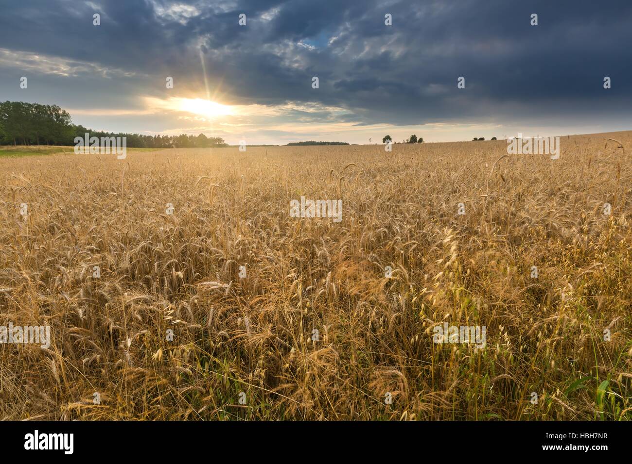 Beautiful sunset over field in hi-res stock photography and images - Alamy