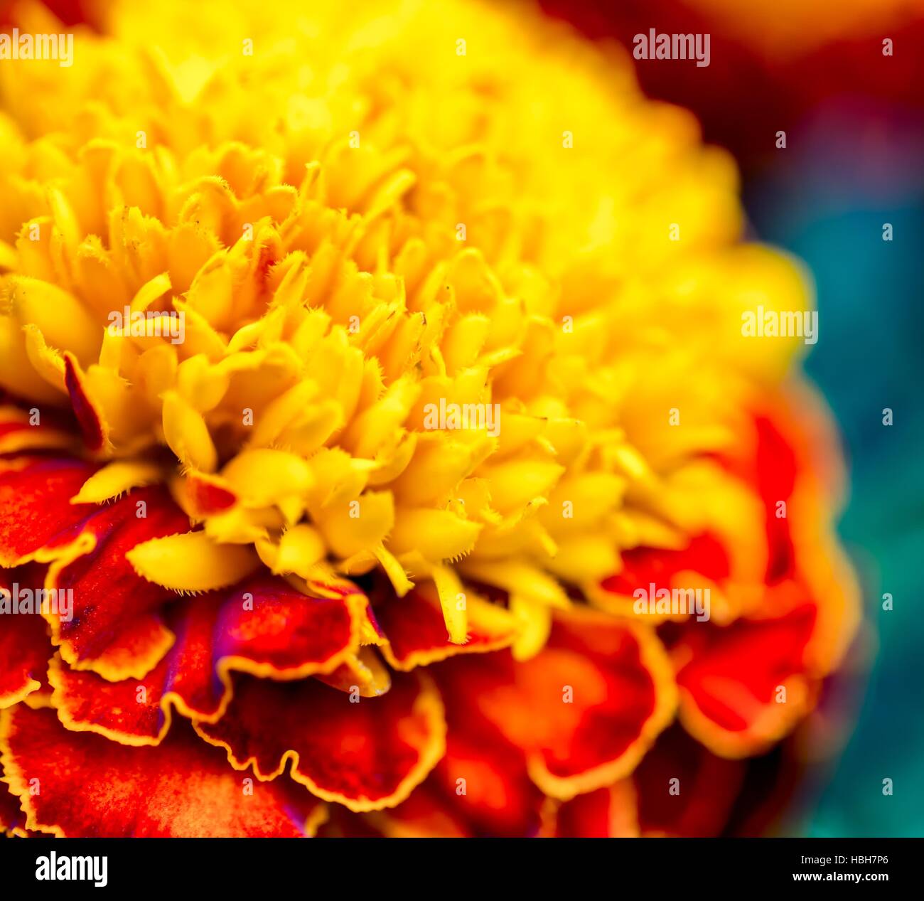 Marigold flower buds hi-res stock photography and images - Alamy