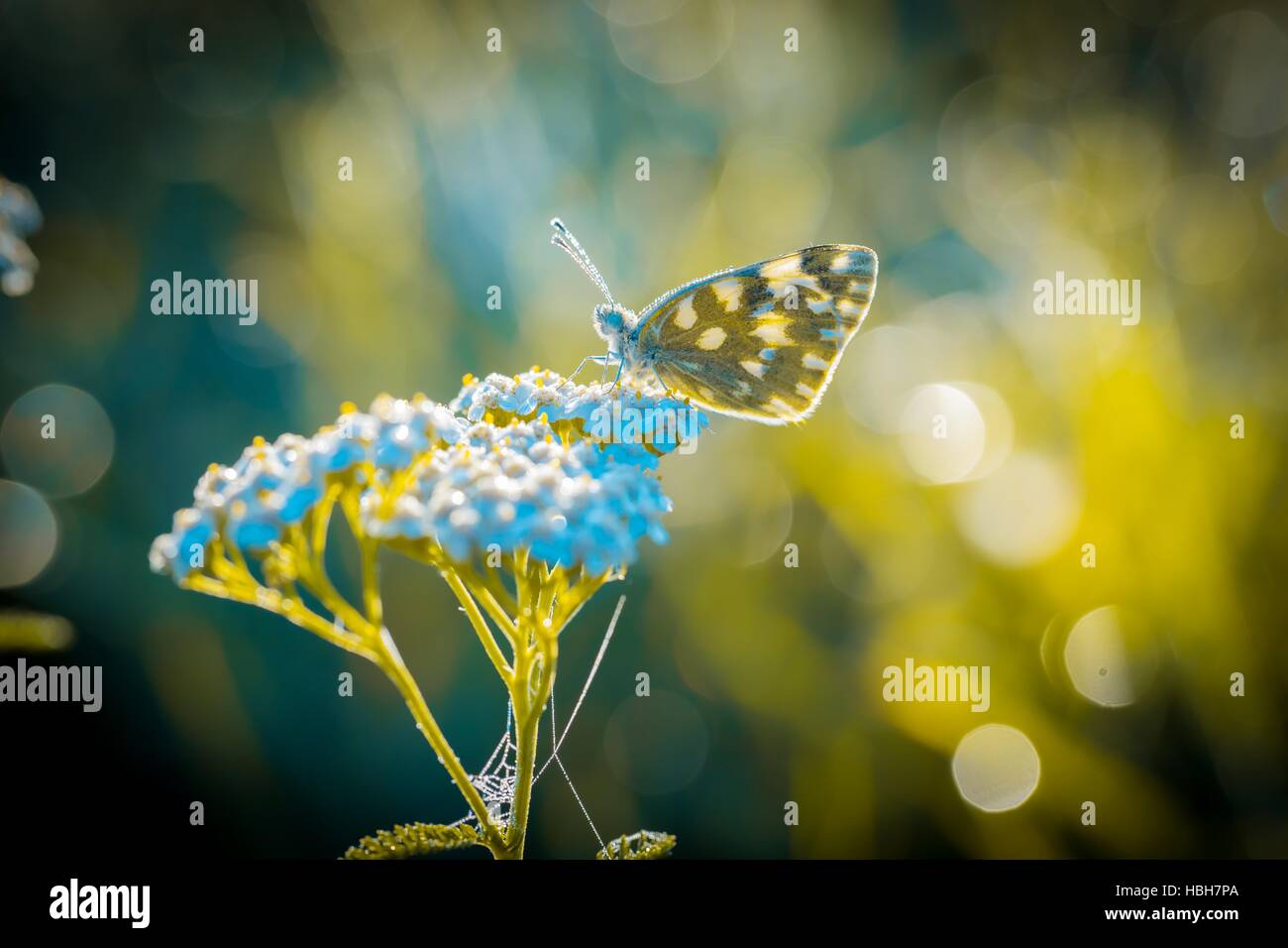 Beutiful butterly macro Stock Photo - Alamy