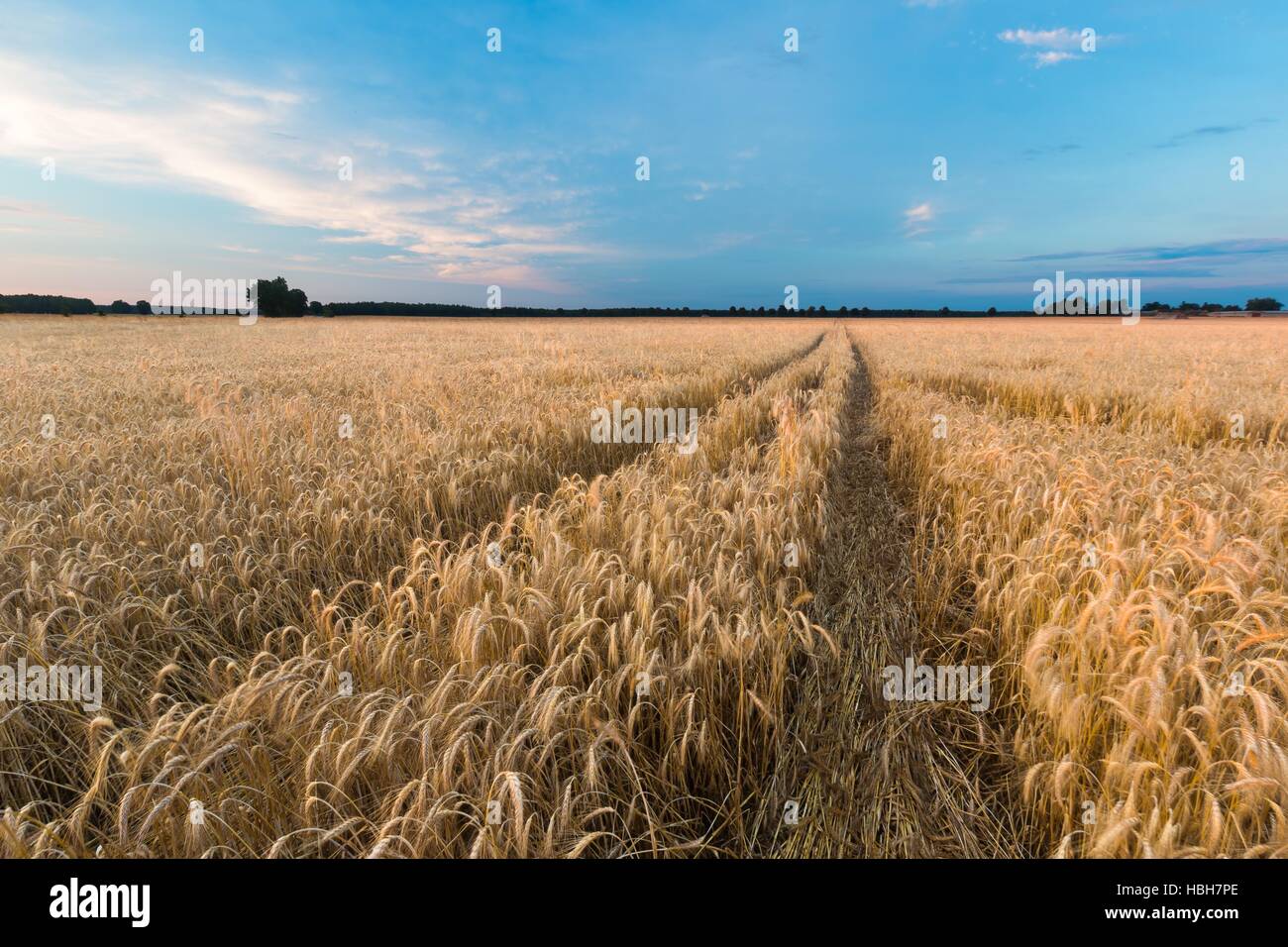 Beautiful panoramic field landscape sunset hi-res stock photography and ...