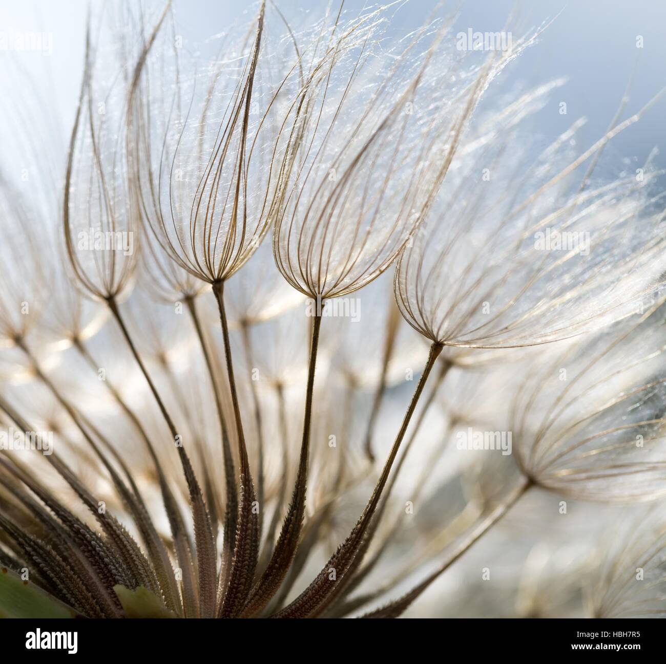 beautiful dry dandelion seeds in close up Stock Photo - Alamy