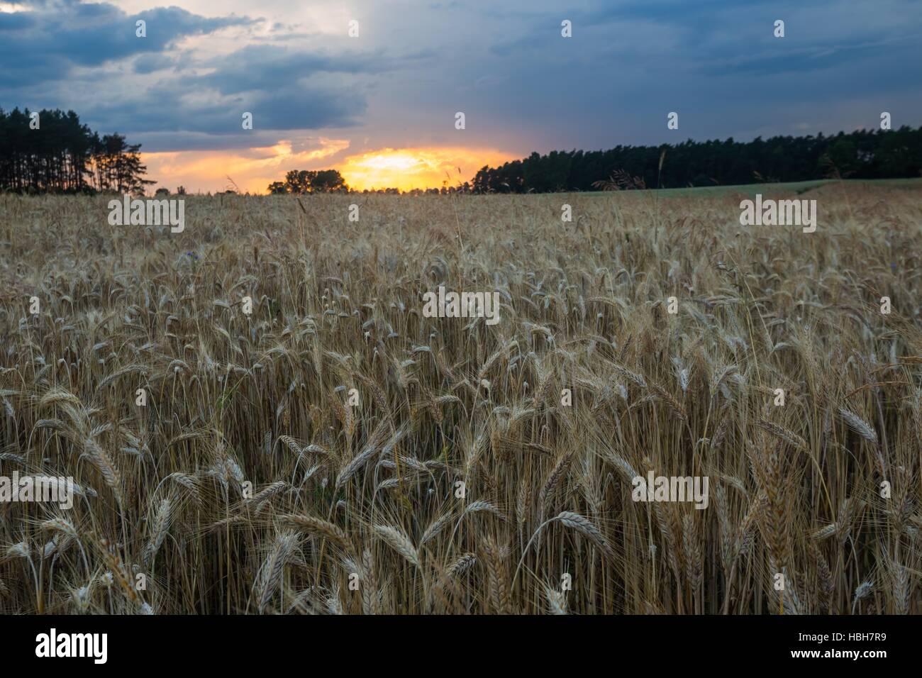 beautiful landscape of sunset over field Stock Photo - Alamy