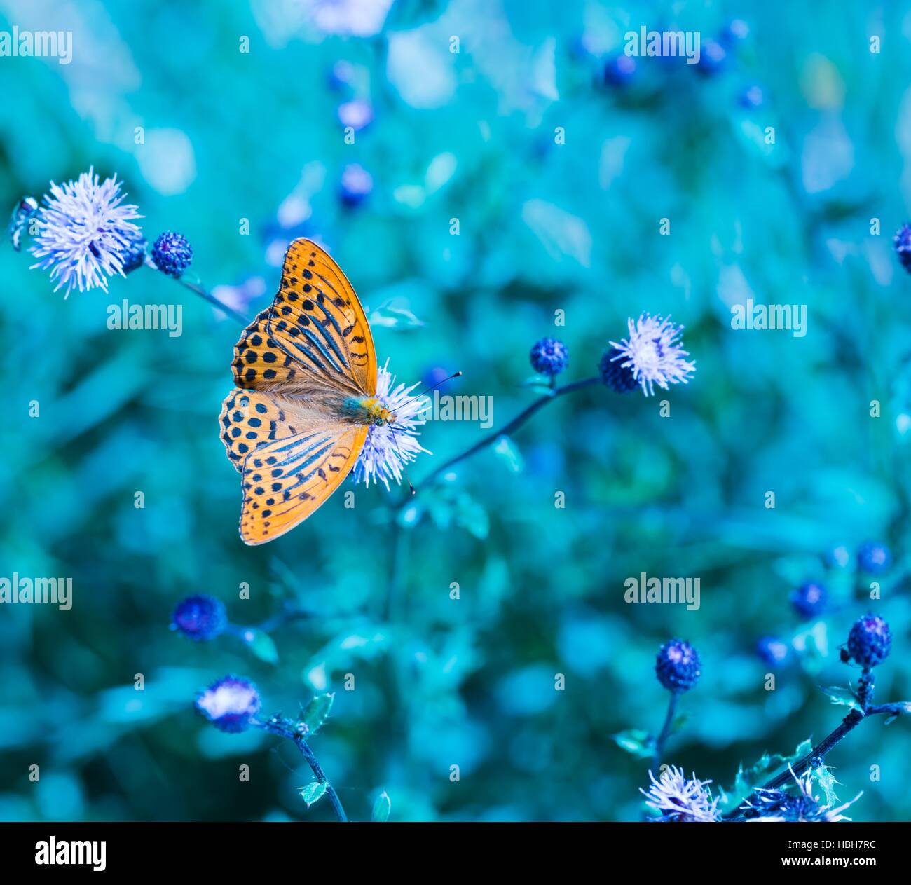 Butterly pattern hi-res stock photography and images - Alamy
