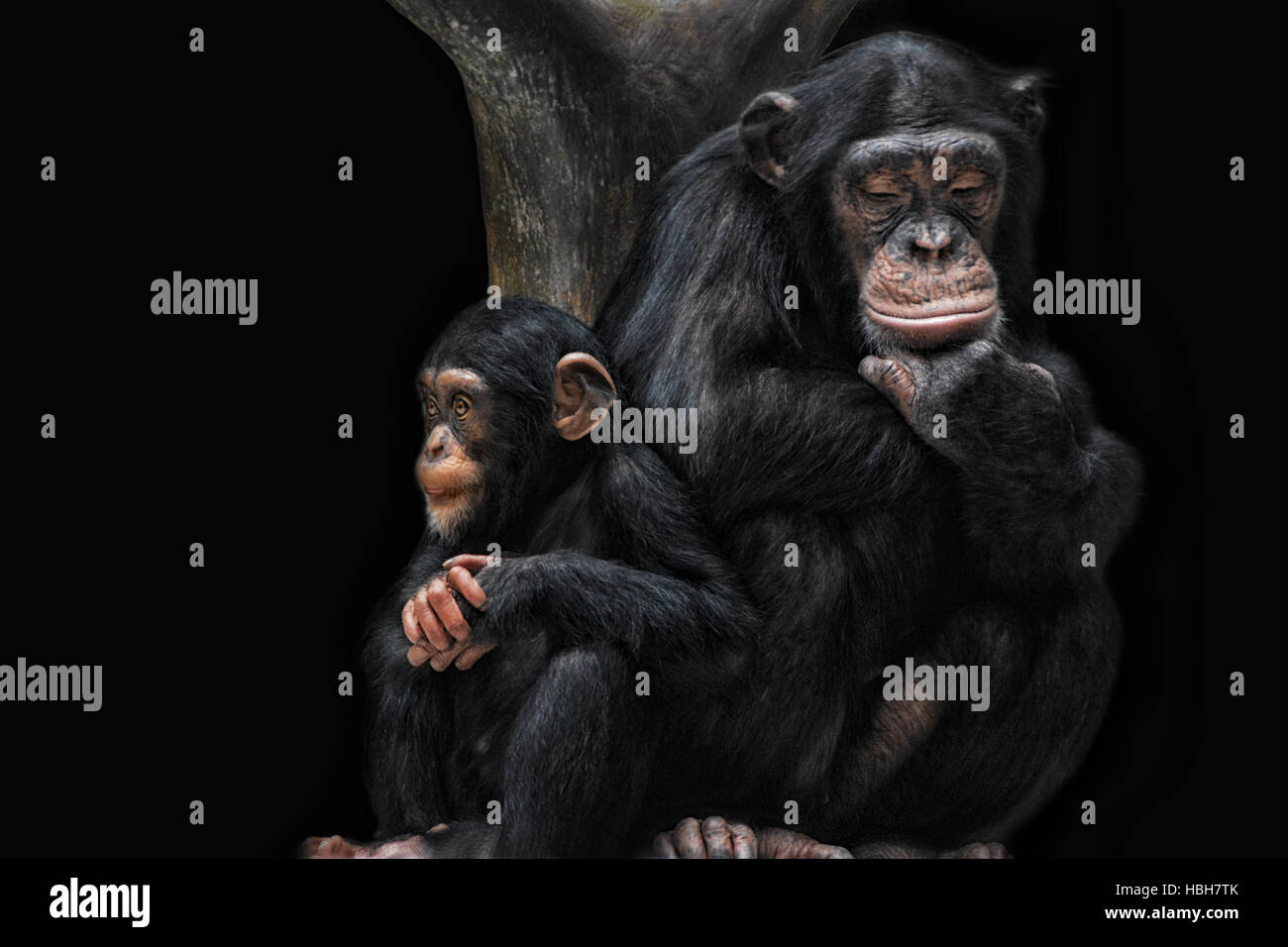 chimp brothers and sisters Stock Photo - Alamy