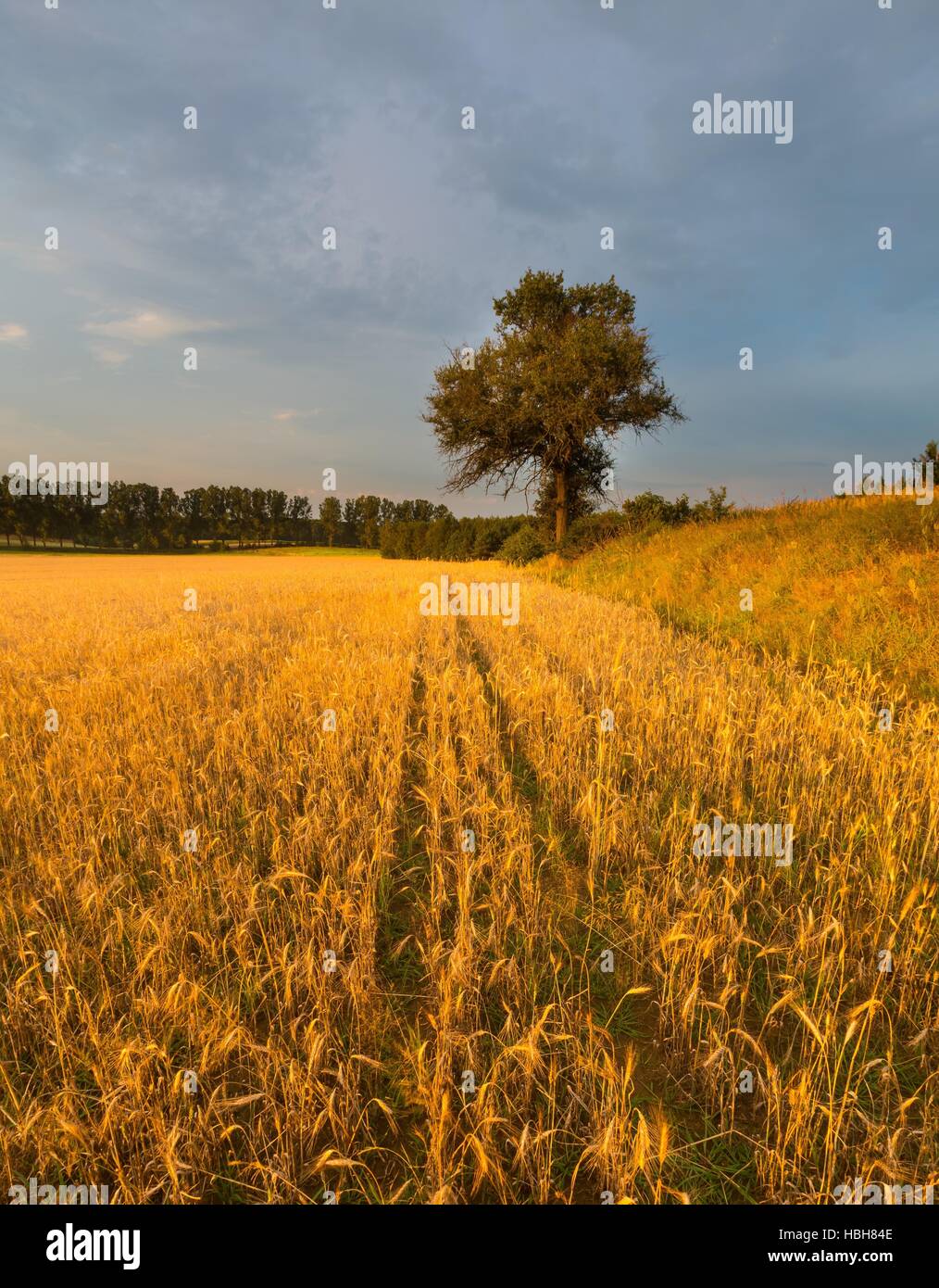 beautiful landscape of sunset over field Stock Photo - Alamy