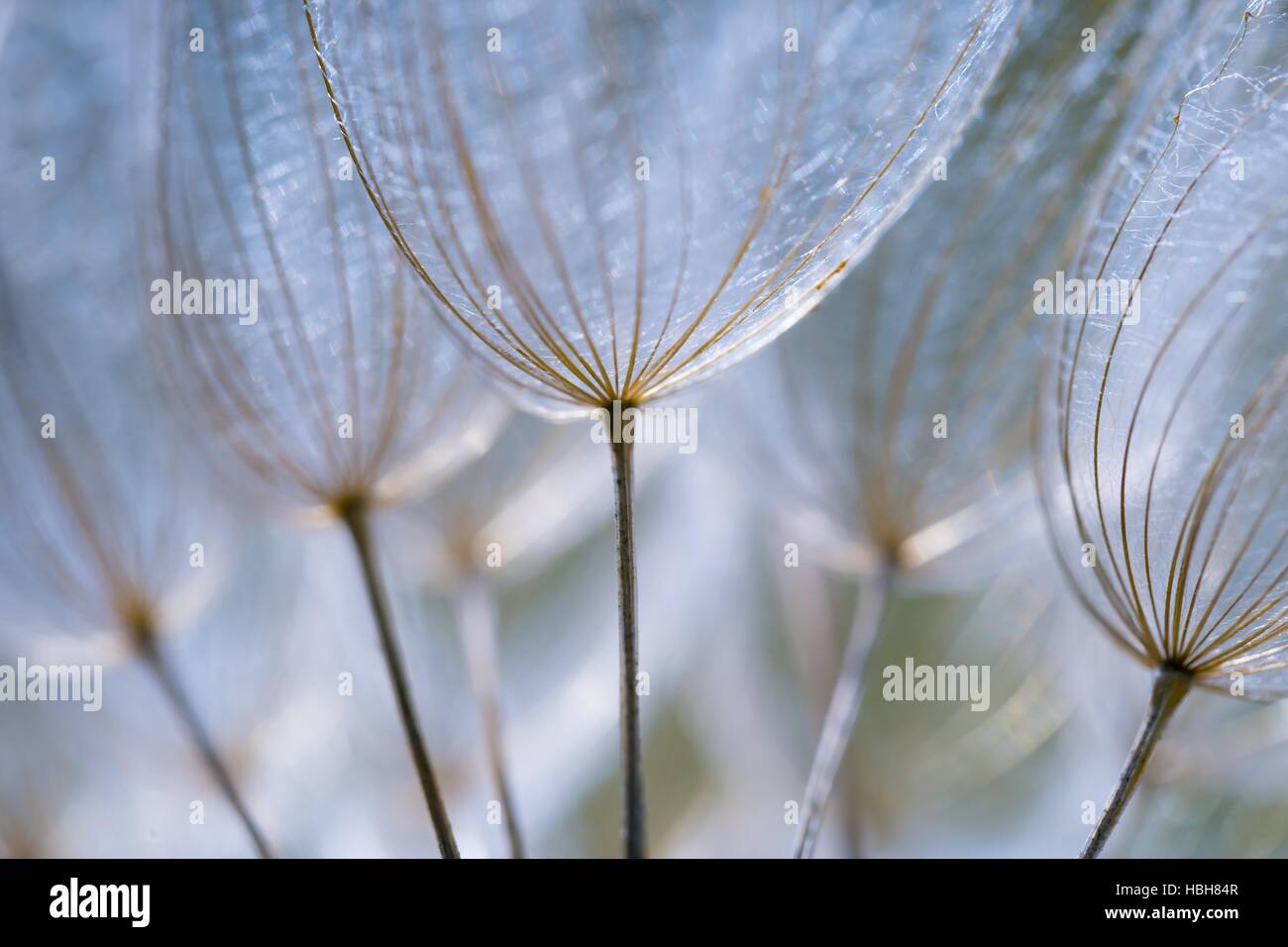 beautiful dry dandelion seeds in close up Stock Photo - Alamy