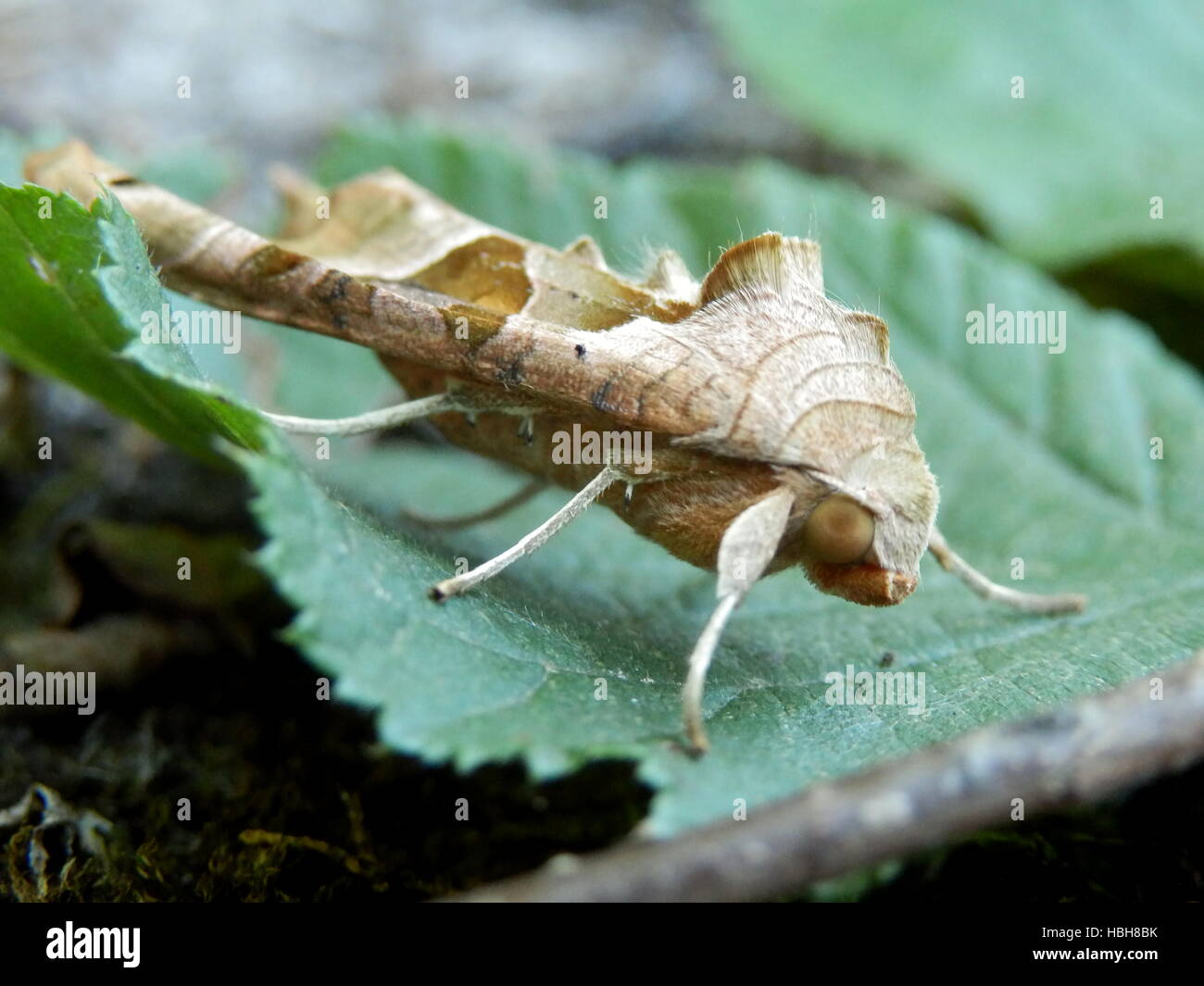 Moth wing markings hi-res stock photography and images - Alamy