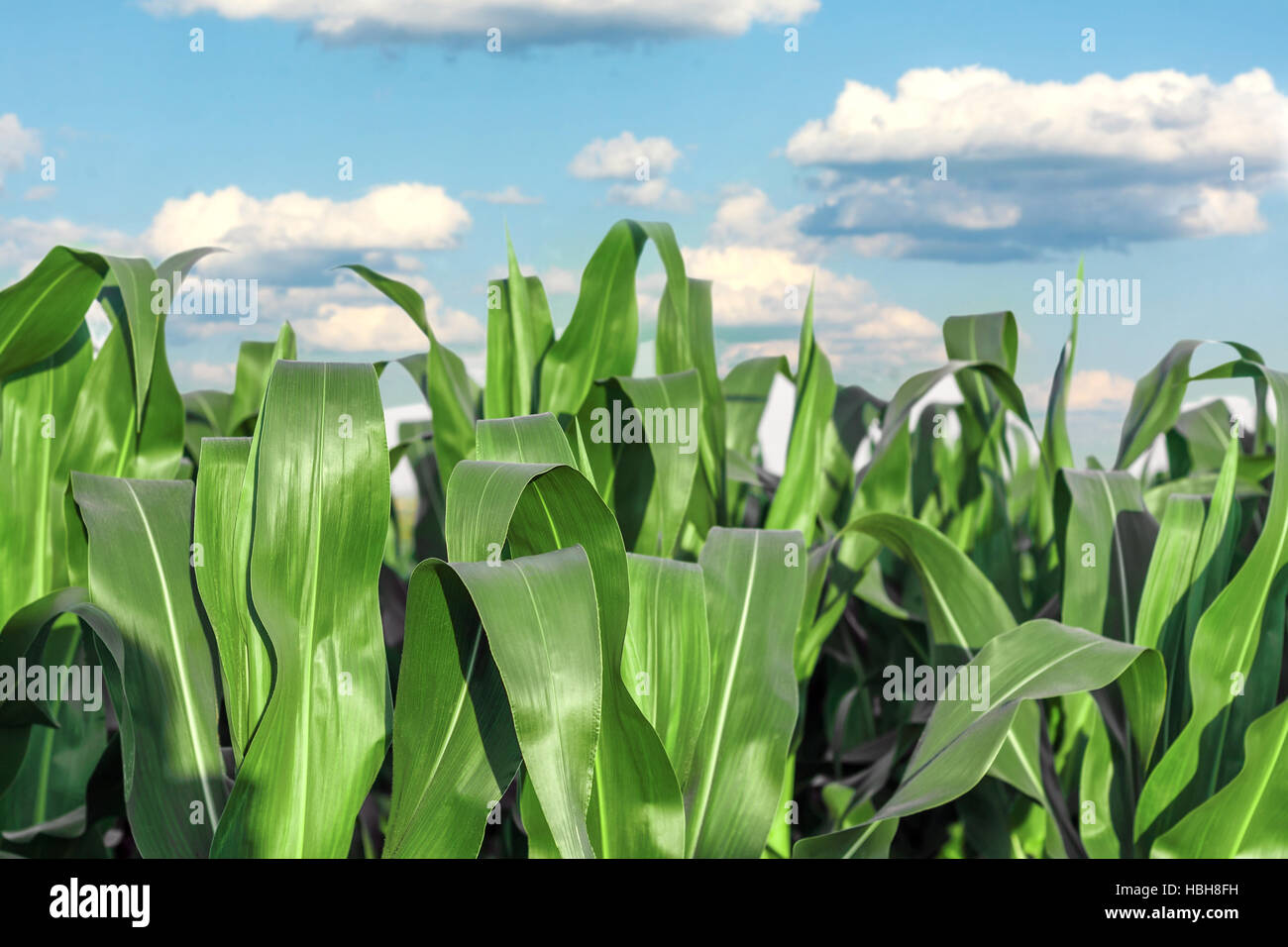 Stems of corn Stock Photo - Alamy
