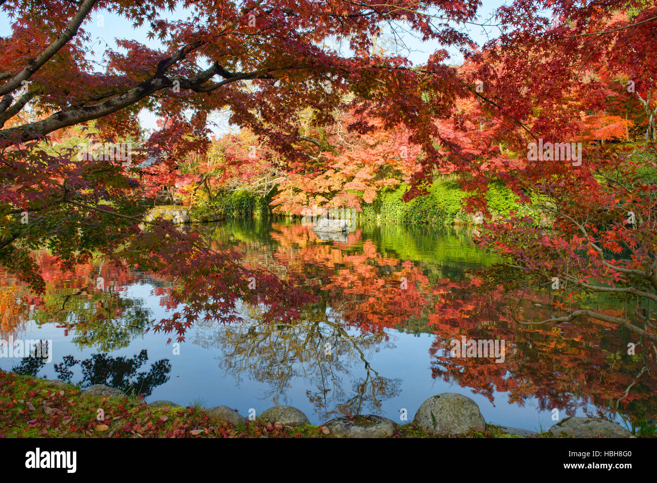 Autumn colors in the Hojo Pond at Eikan-do Zen Temple, Kyoto, Japan ...
