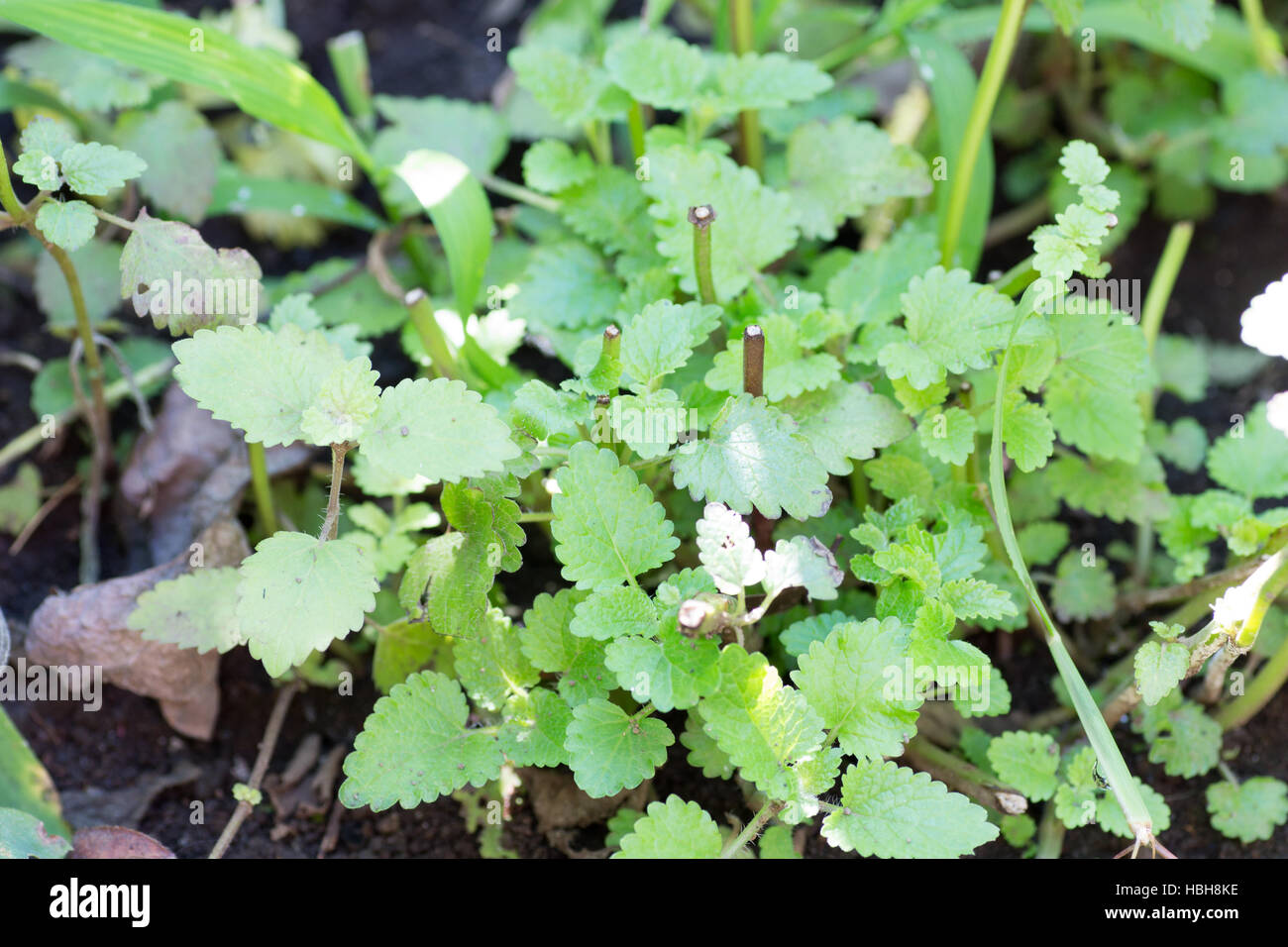 Growing lemon basil hi-res stock photography and images - Alamy