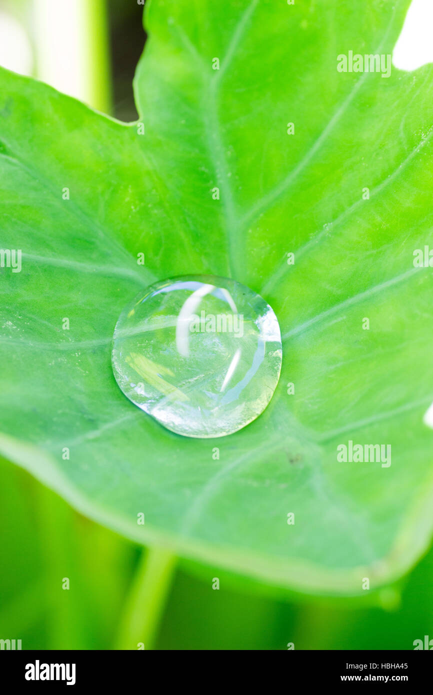 Single shinny big dew on the leaf of taro Stock Photo - Alamy