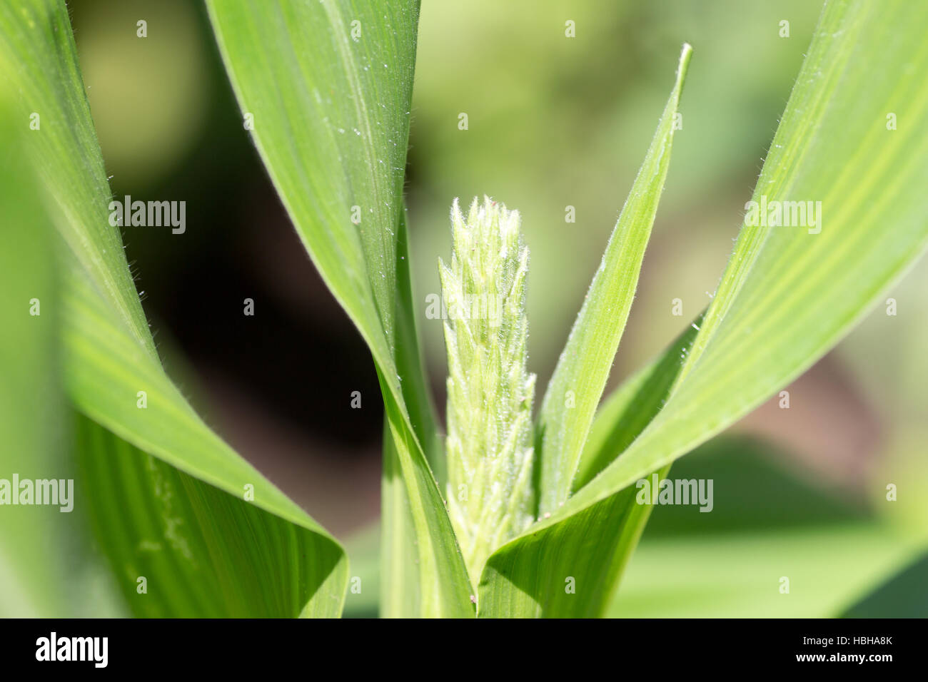 Male corn flower hi-res stock photography and images - Alamy