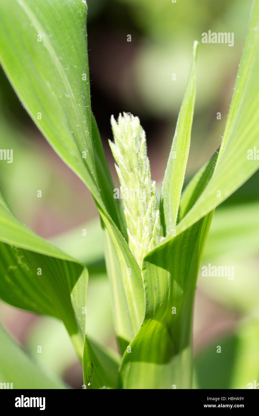 Corn flower on farm Stock Photo - Alamy