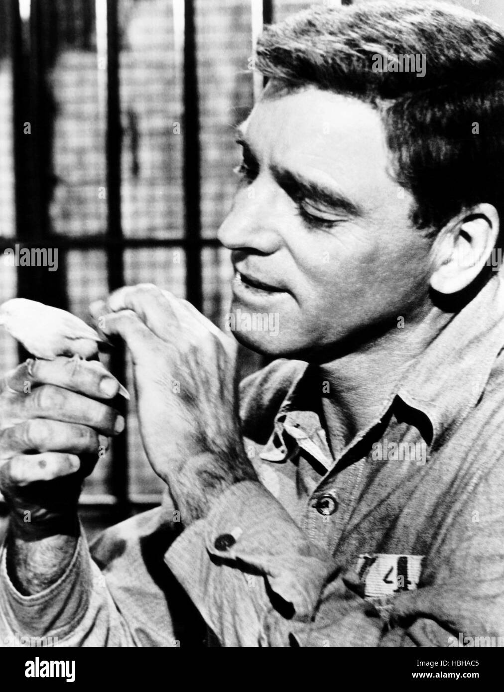 BIRDMAN OF ALCATRAZ, Burt Lancaster, 1962 Stock Photo - Alamy