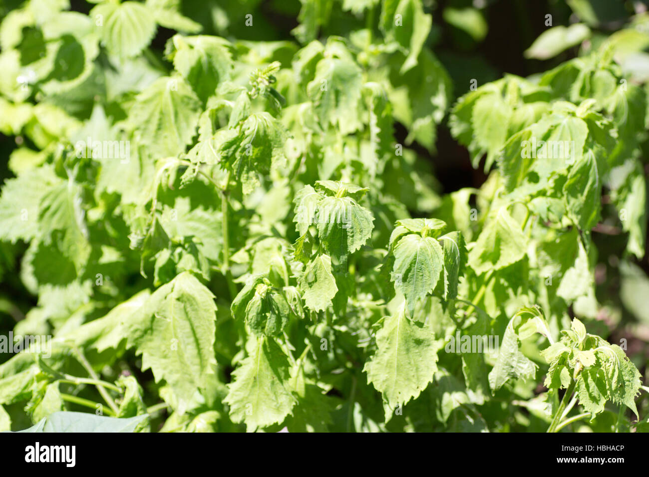 Withered Japanese basil bush also known as Shiso Stock Photo - Alamy